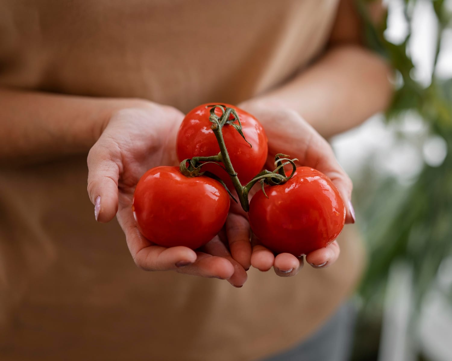 Comment conserver les tomates pour préserver leur fraîcheur et leurs ...